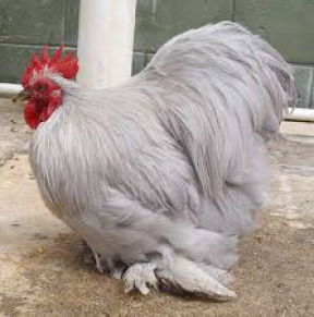 Paraíso das Aves - Galinhas