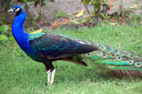 Paraíso das Aves - Pavões