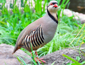 Paraíso das Aves - Perdizes
