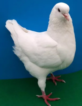 Paraíso das Aves - Pombos Domésticos