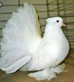 Paraíso das Aves - Pombos Domésticos